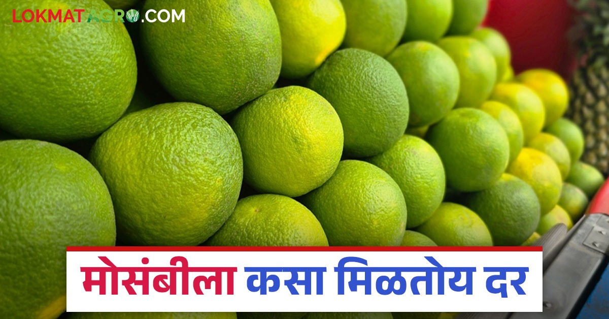 Mosambi market update read in details