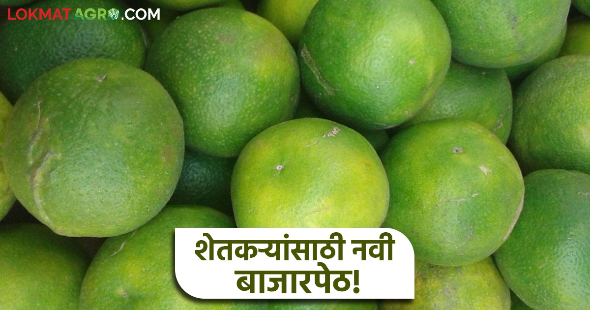 latest news Mosambi Market: New market for farmers; Highest price of ...