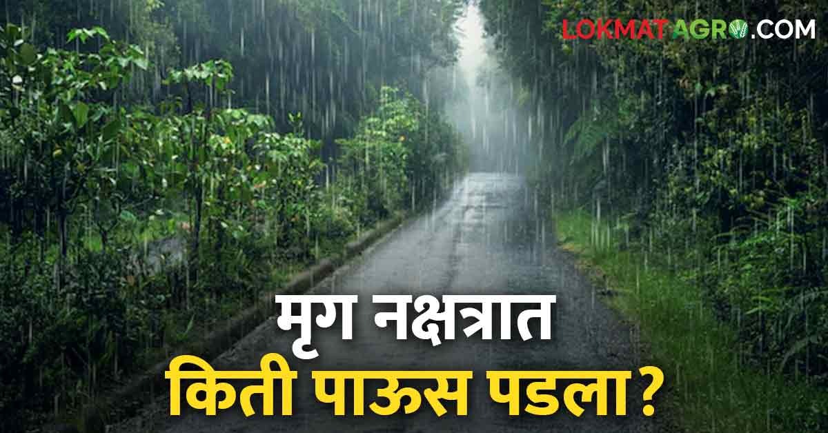 Mrug Nakshtra : नाशिक जिल्ह्यात मृग नक्षत्रात कुठे-किती पाऊस झाला? वाचा ...