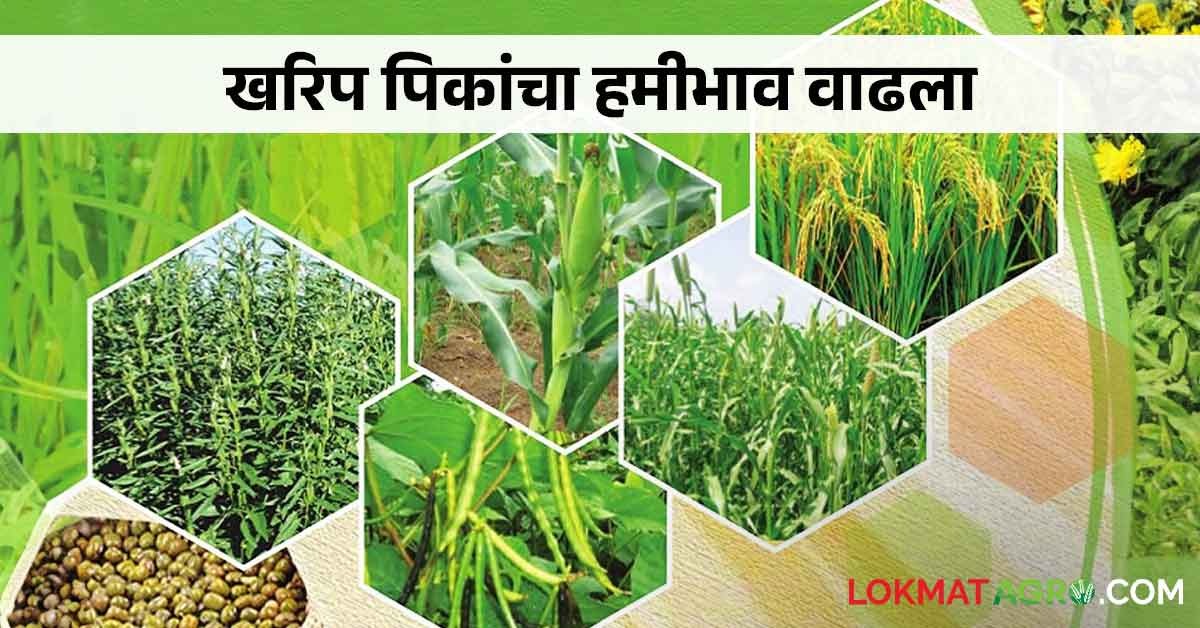 MSP Kharif Crop शेतकऱ्यांसाठी खुशखबर; खरिपातील या १४ पिकांच्या हमीभावात ...