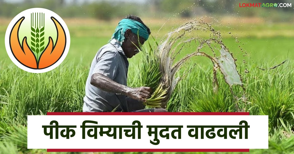 Pik Vima Yojana : पीक विमा योजनेची मुदत वाढवली, आता 'या' तारखेपर्यंत ...