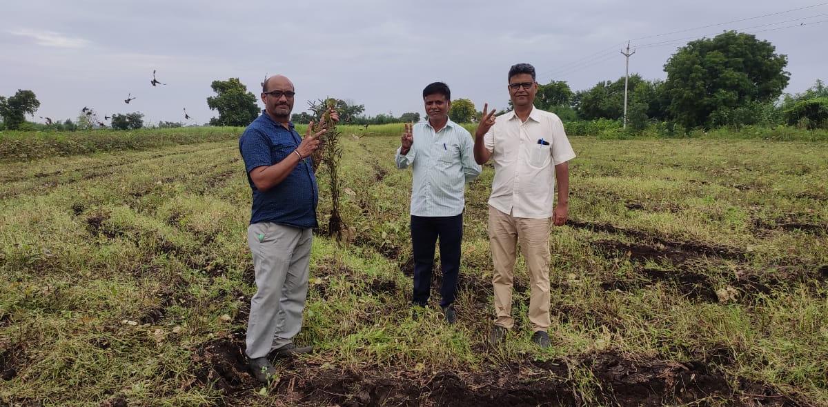 Mug, Udid Crop : मुगात फुले सुवर्ण, उडीद पिकात फुले राजन एकदम बेस्ट ...