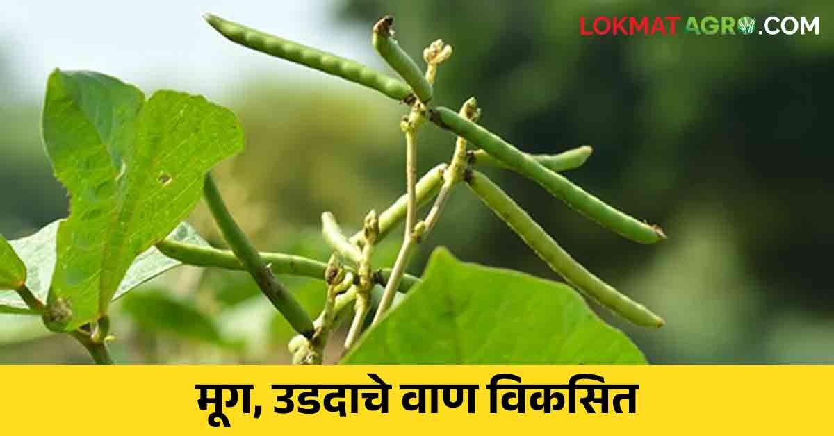 Mug, Urad Variety : 20 टक्के उत्पादन वाढविणारे उडीद, मुगाचे ‘फुले’ वाण ...