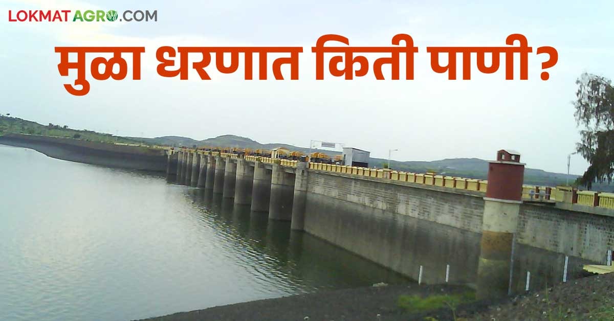 Mula Dam Water : मुळा धरणाच्या पाणीसाठ्यात मोठी घट; शेतीसाठी सुरु आहे ...