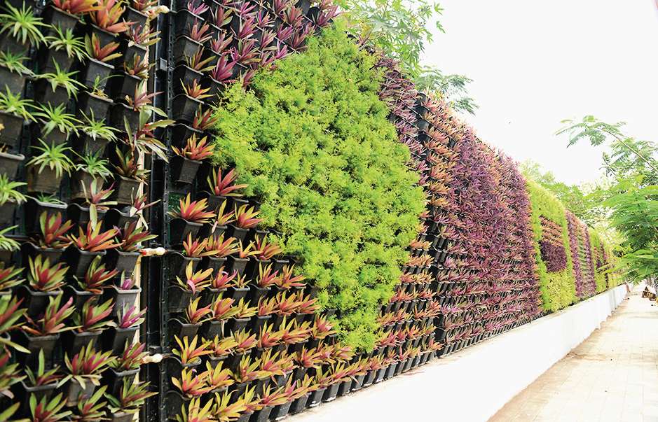 तिवरांच्या संरक्षणासाठी बायोफेनसिंगचे कवच Mumbai Marathi News ...