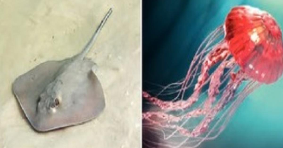 विसर्जनावेळी सावधान! मत्स्यदंशाचा धोका; मुंबईच्या किनाऱ्यांवर स्टिंग रे ...