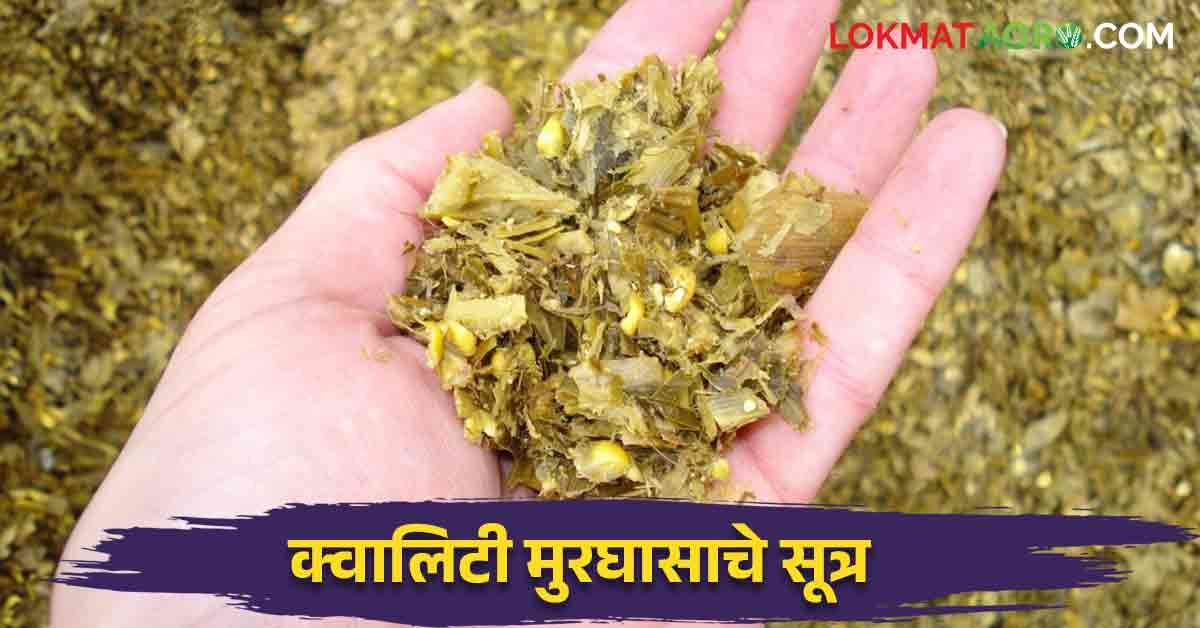 Murghas : मुरघास तयार करताना पिकांची निवड कशी करावी? वाचा सविस्तर ...