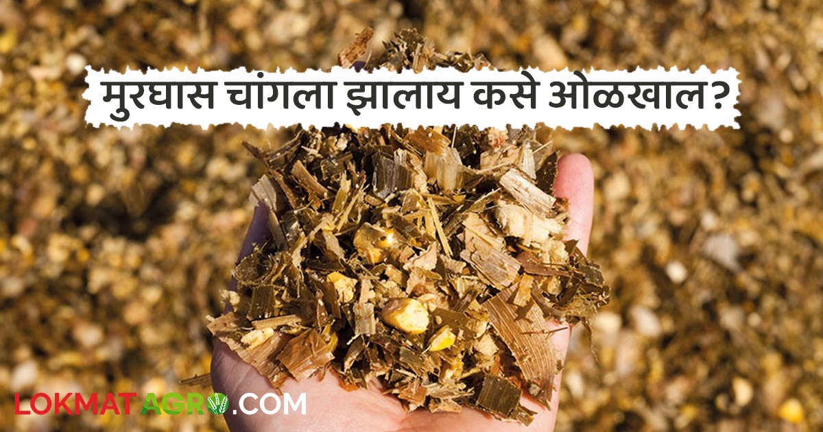 Murghas : मुरघास चांगला तयार झाला आहे का नाही हे कसे ओळखावे? | Murghas ...