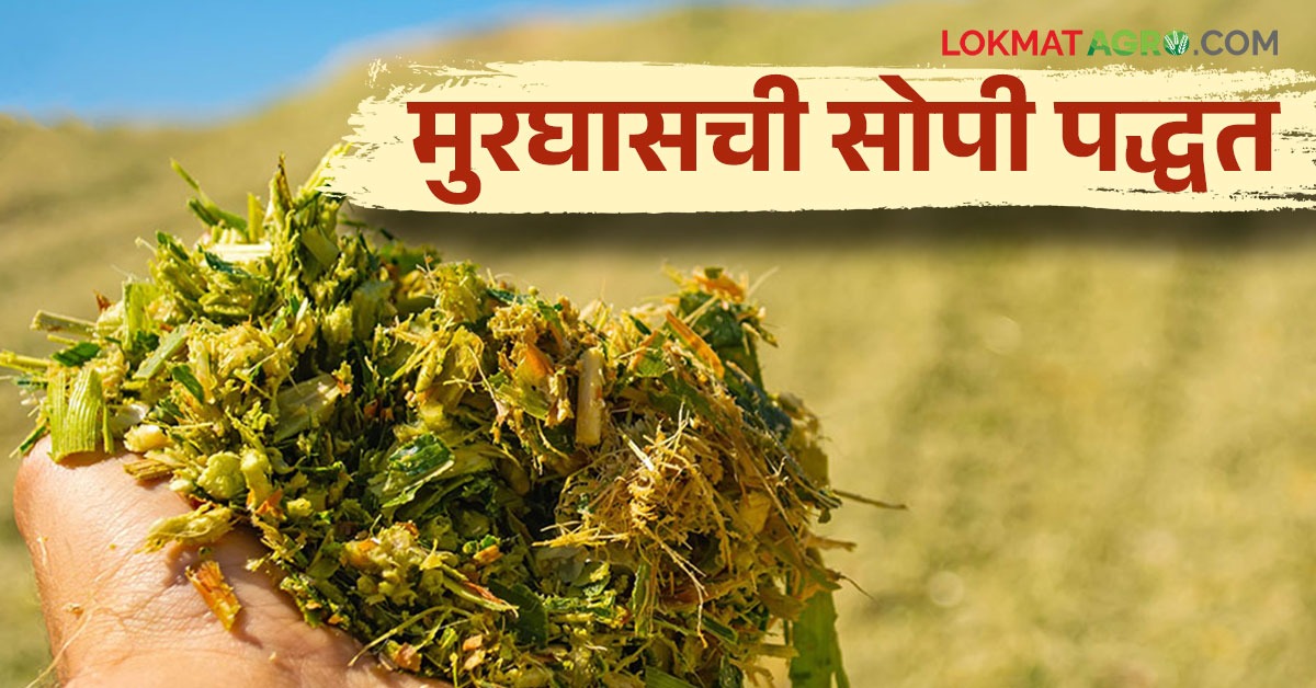 Murghas : खड्डा पद्धतीने मुरघास कसा बनवावा? वाचा सविस्तर | Murghas ...