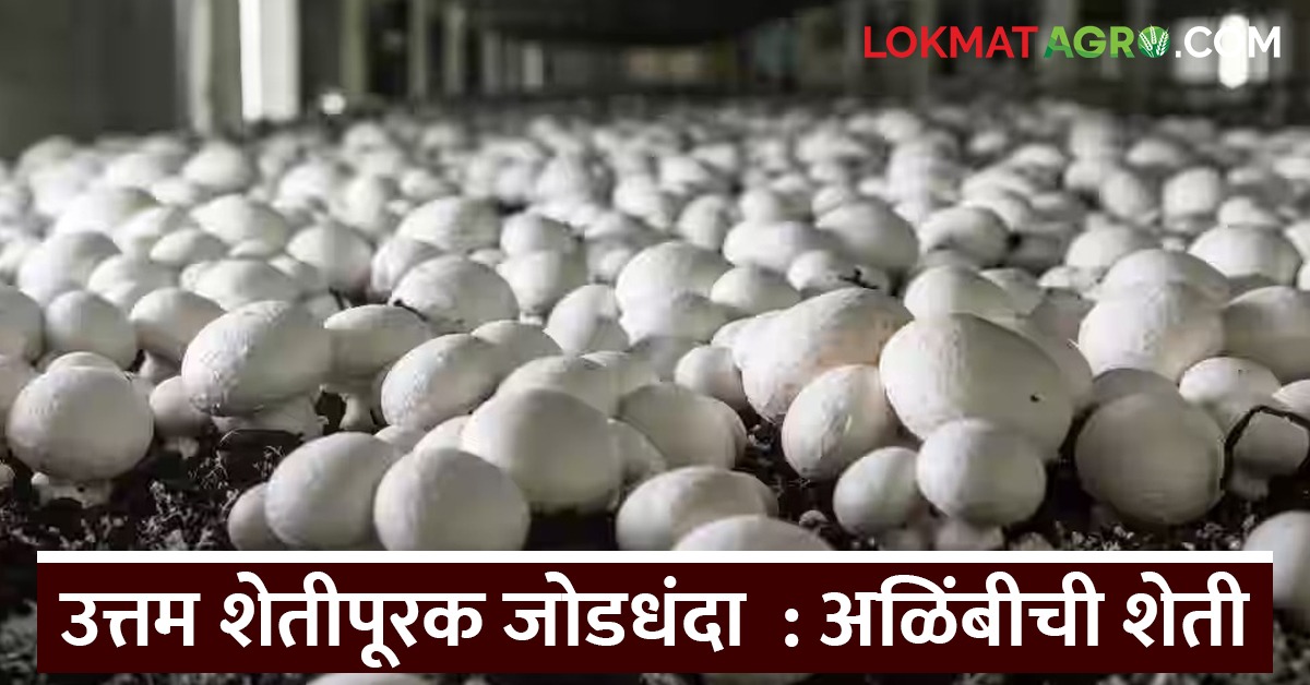 अनेक आजारांवर गुणकारी, अळिंबीला सर्वाधिक मागणी, वाचा अळिंबी शेतीची A टू ...