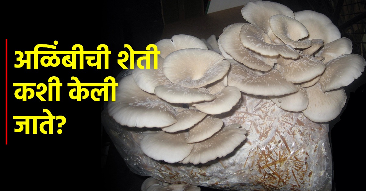धिंगरी अळिंबीचे उत्पादन कसे केले जाते? | How is Dhingri mushroom ...