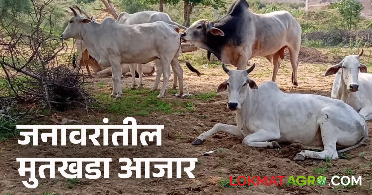 Animal Disease : जाणून घ्या जनावरांमध्ये मुतखडा आजार कसा होतो? त्यावर ...