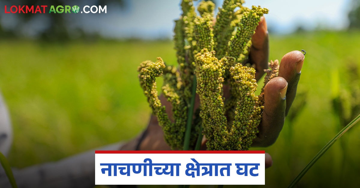 Nachani : सावा, वरई पाठोपाठ आता मिलेटचे 'हे' पिक शेतातून नामशेष ...