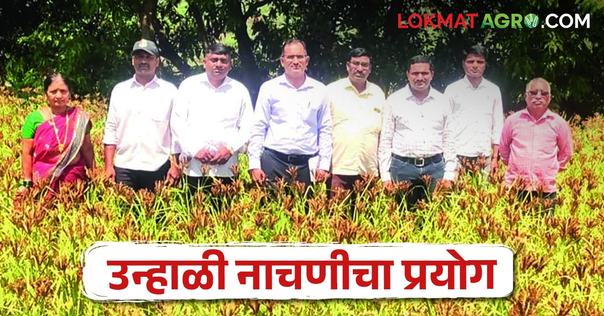 Ragi Cultivation भुदरगड तालुक्यात 'उन्हाळी नाचणी पीक लागवड' यशस्वी ...