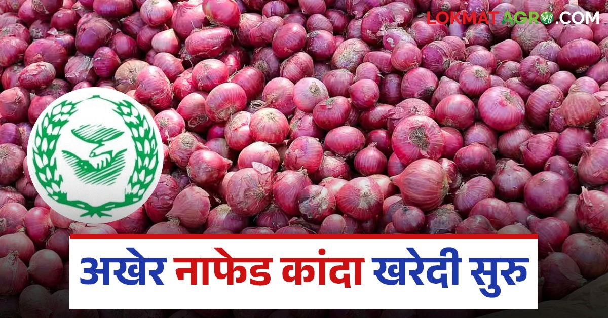 Nafed Kanda Kharedi : अखेर नाफेड कांदा खरेदी सुरु, पहा नाशिक जिल्ह्यातील सोसायट्यांची यादी ...
