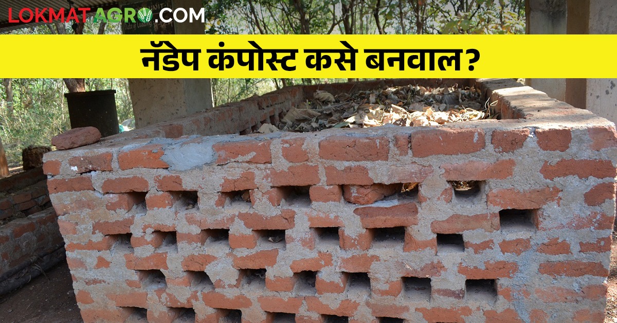 खतांवरील खर्च टाळण्यासाठी नॅडेप कंपोस्ट बनवा; कसा भराल नॅडेप हौद | Make ...