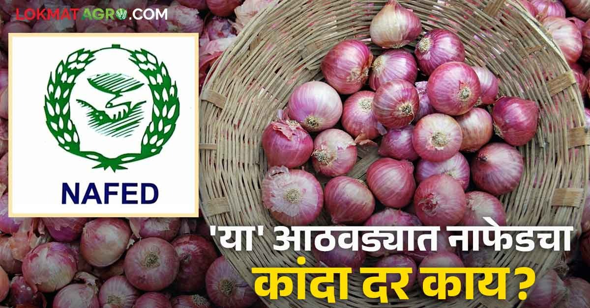 Onion Price NAFED : नाफेडचा 'या' आठवड्यासाठीचा कांदा दर निश्चित, जाणून ...