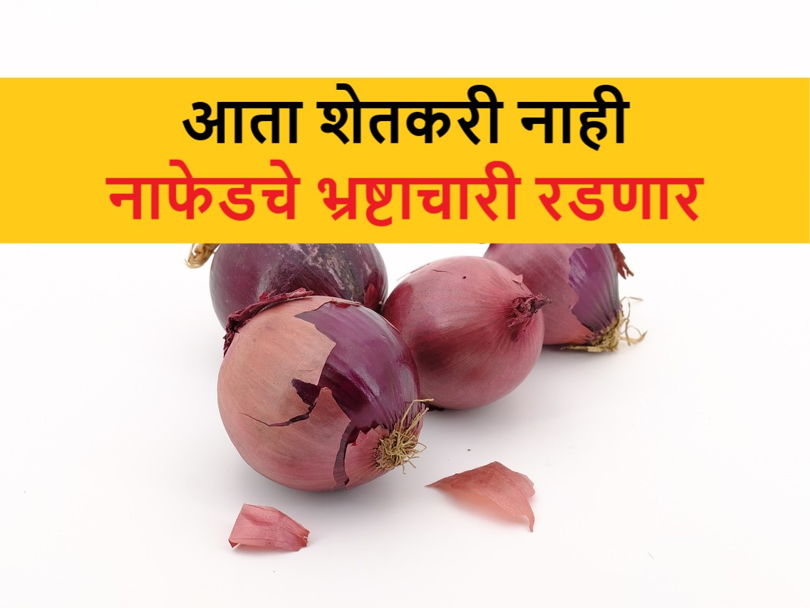 Nafed Onion Scam: कांदा निर्यातीच्या अटी काढताच नाफेडच्या ...