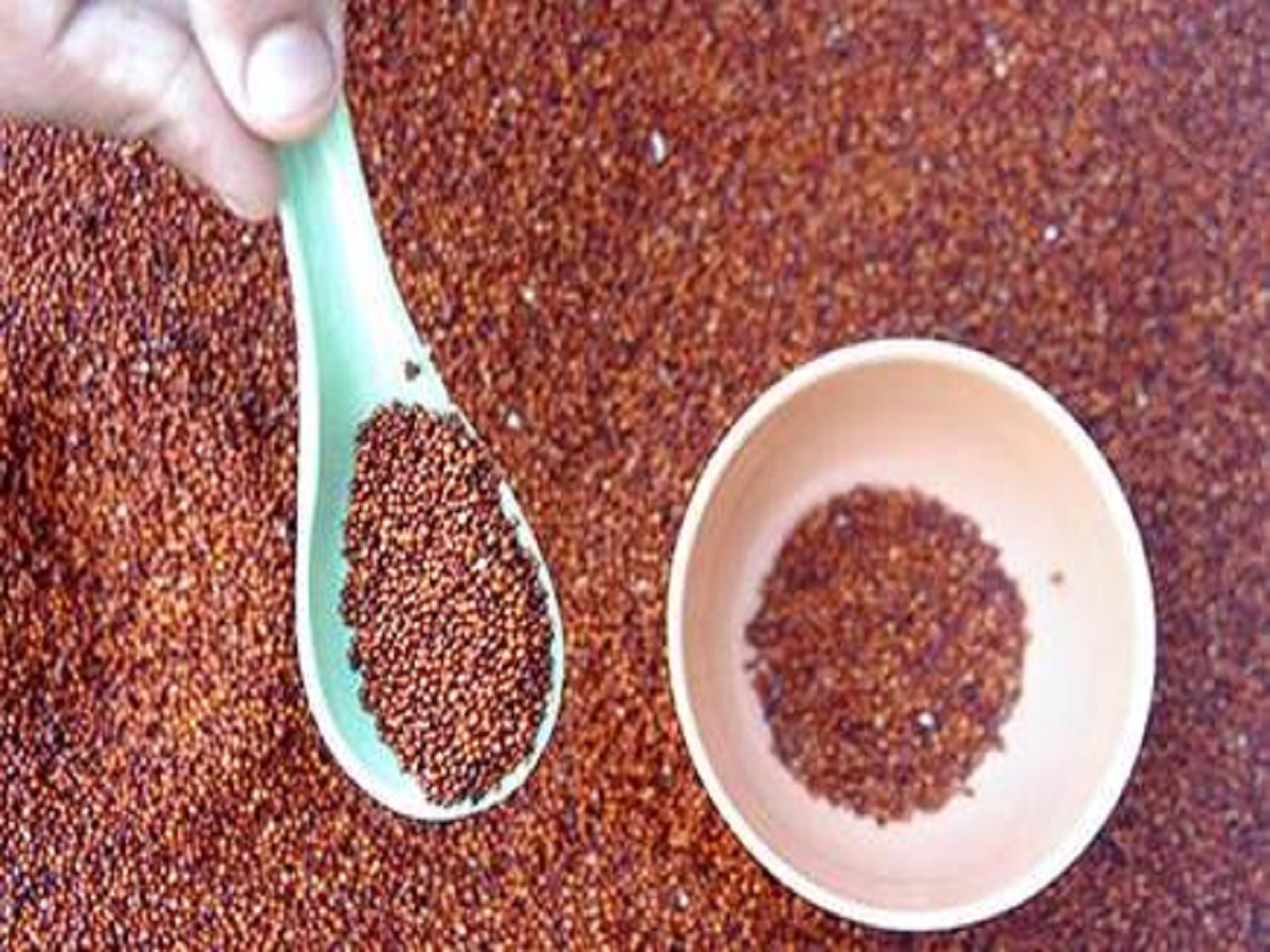 नागली आता झालीय ‘फाइव्ह स्टार’ फूड! - Marathi News | Nagli is now a ...