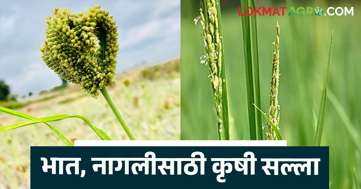 Agriculture News : भात, नागलीसाठी पूर्व मशागतीची तयारी कशी कराल? वाचा ...