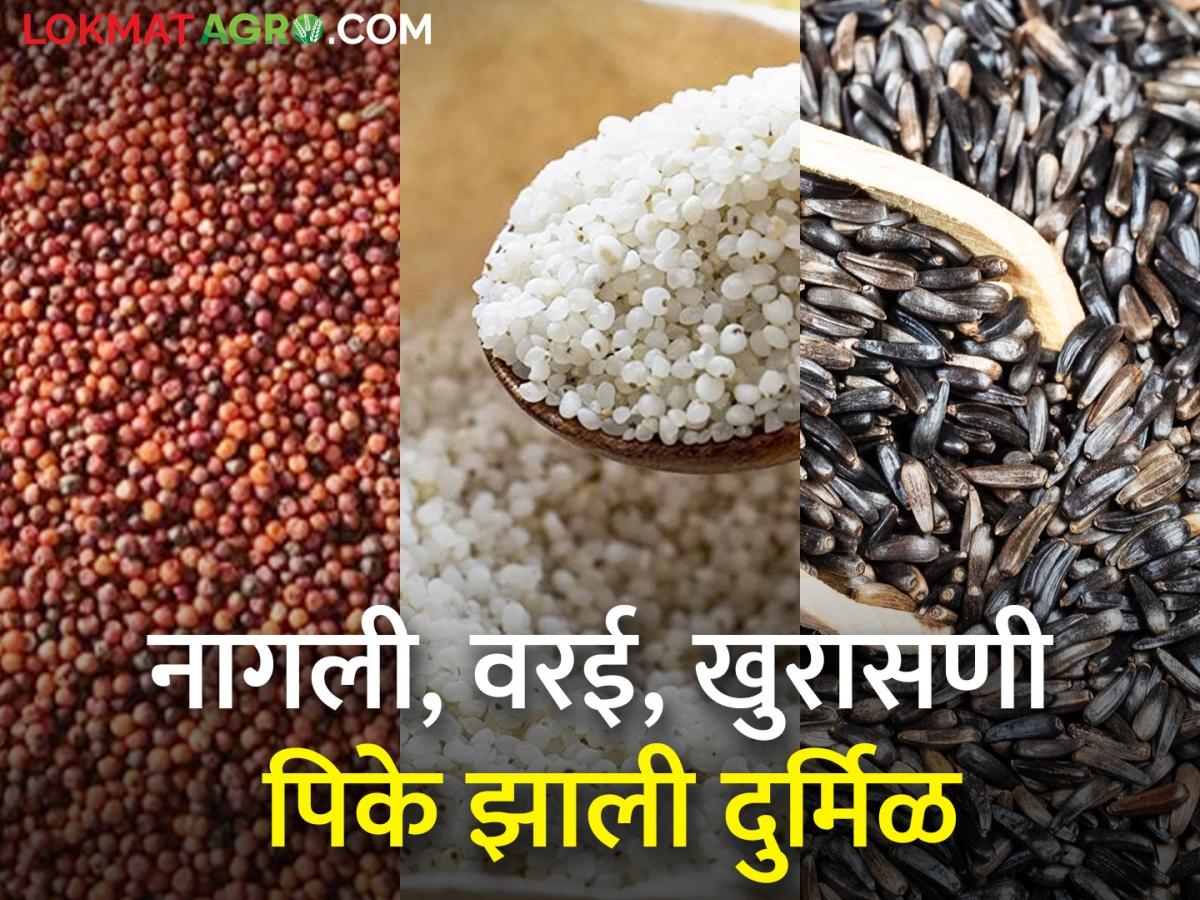नागली, वरई, खुरासणी पिके झाली दुर्मिळ | Nagli, Varai, Khurasani crops ...