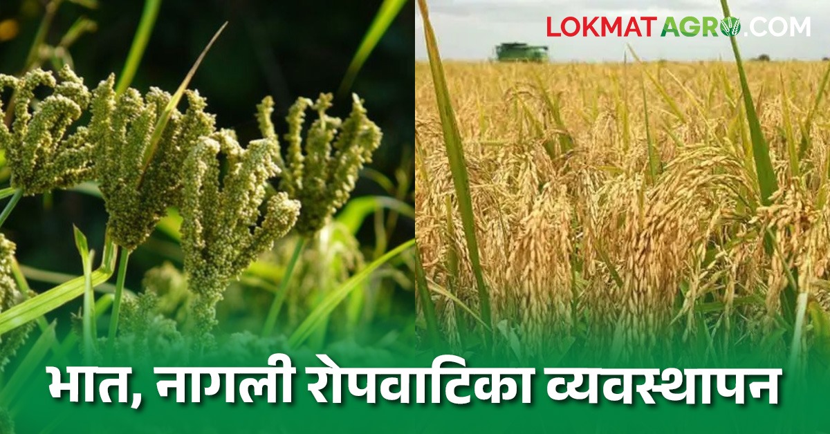 Paddy Cultivation : भात, नागली, वरई रोपवाटिकेत बियाण्याची पेरणी कशी ...