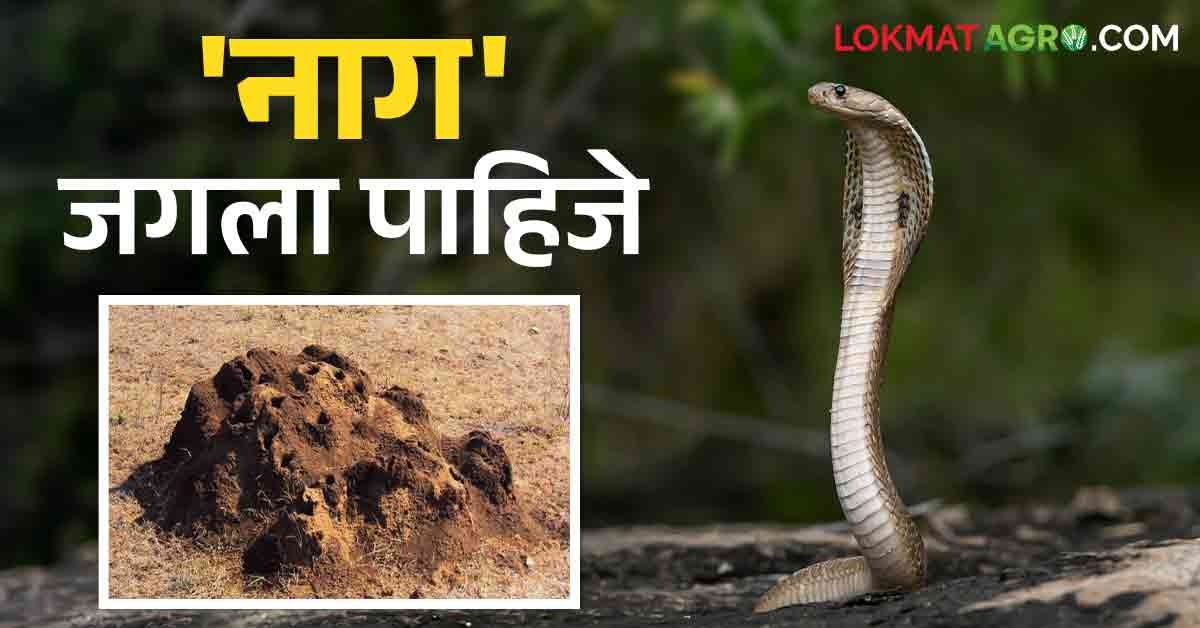 Nagpanchami : नाग आणि मुंग्यां याचं सहजीवन म्हणजे वारूळ कसं? वाचा ...