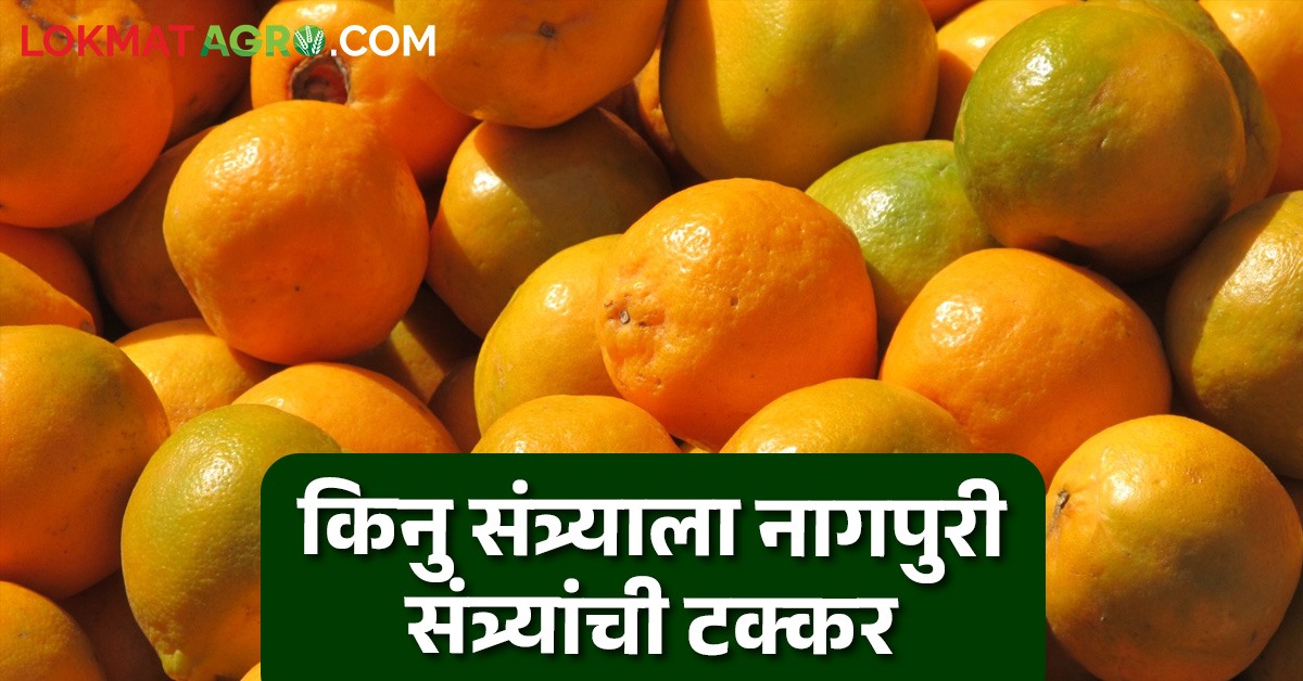 Nagpur Santra Market : पंजाबच्या किनू संत्र्याला नागपुरी संत्रा देतोय टक्कर, वाचा सविस्तर ...