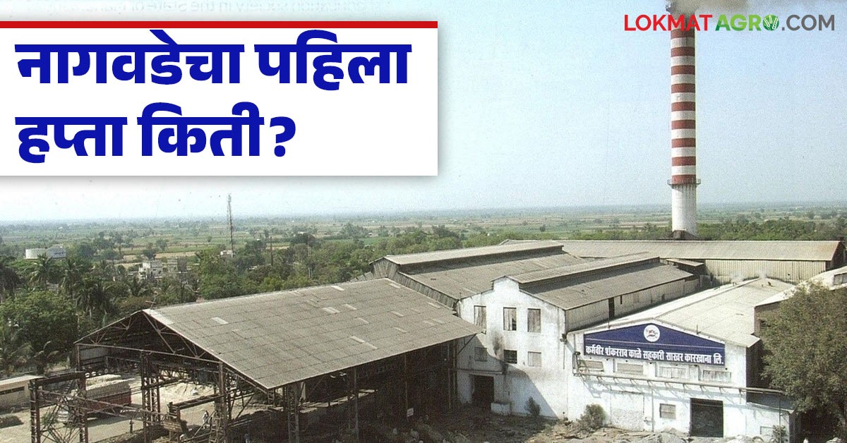नागवडेचा हंगाम १० फेब्रुवारीपर्यंत चालणार; ऊस बिलाचा पहिला हप्ता कितीने ...