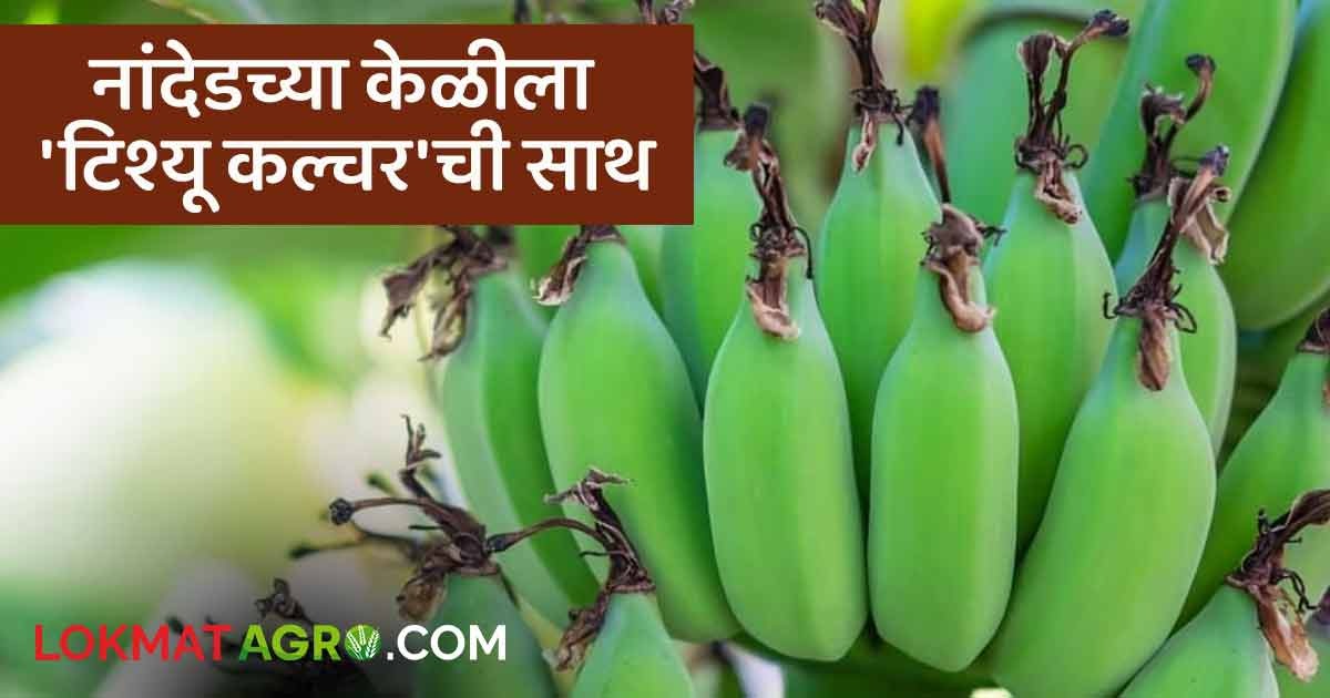 latest news Banana Tissue Culture in nanded