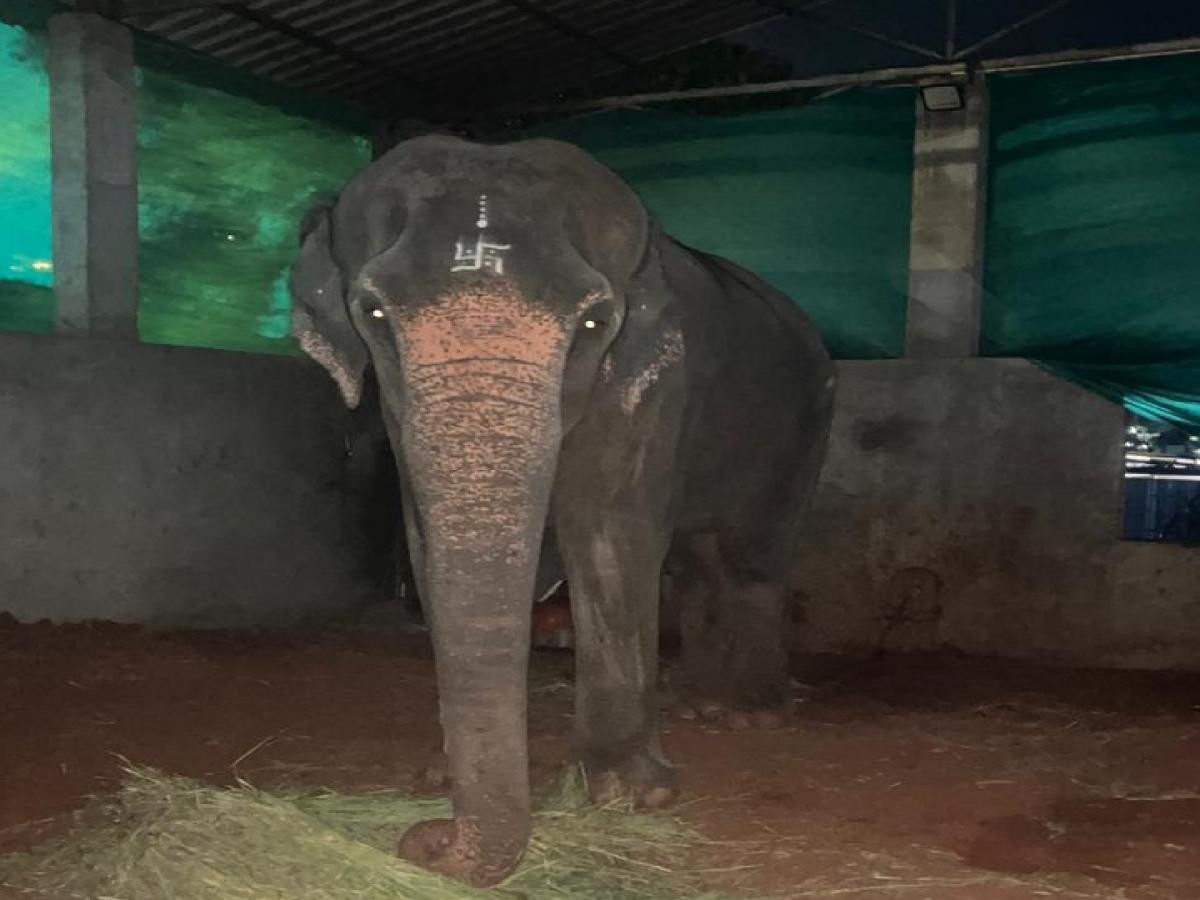 Kolhapur: नांदणी मठाची याचिका सर्वोच्च न्यायालयाने फेटाळली, महादेवी ...