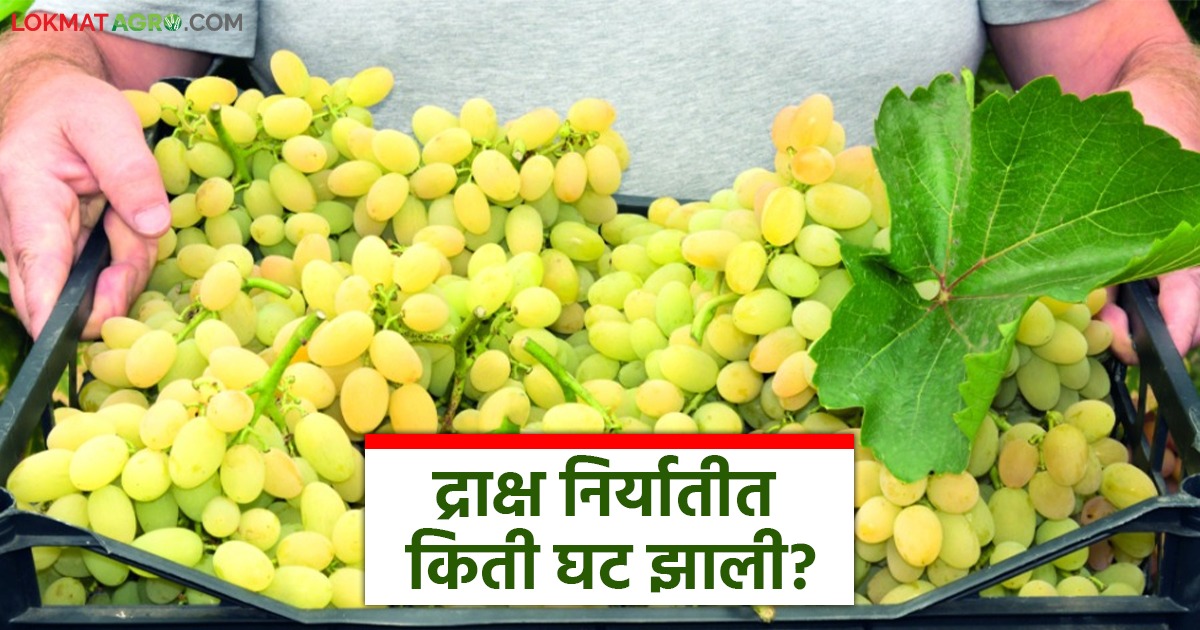 Draksh Niryat : द्राक्ष निर्यातीत यंदा 566 मेट्रिक टन घट, नाशिक ...