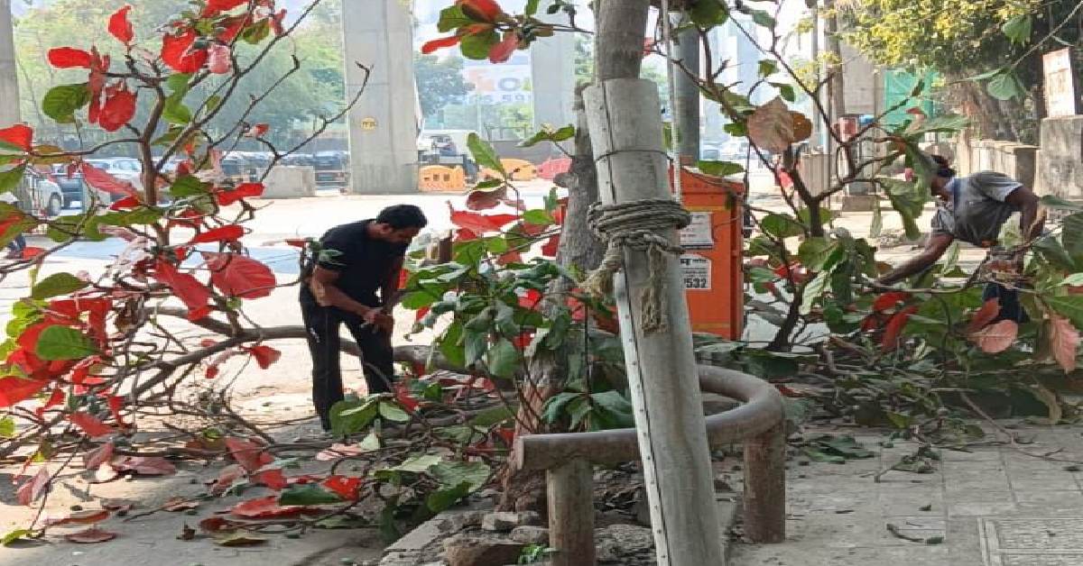 २२ हजार ३३४ झाडांची आतापर्यंत छाटणी; पालिकेच्या ४ हजार ९०९ आस्थापनांना ...