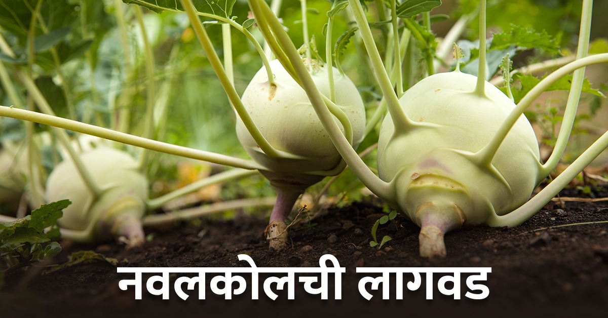 निचरा होणाऱ्या जमिनीत कोबीवर्गीय भाज्यांची लागवड; मिळेल चांगले उत्पादन ...