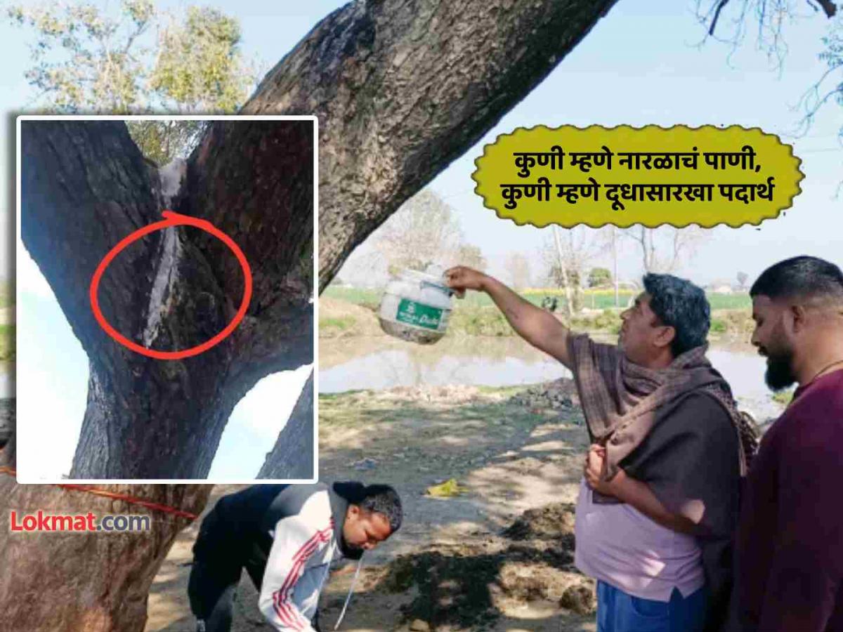 अजब-गजब प्रकार! २० वर्ष जुन्या कडुलिंबाच्या झाडातून वाहू लागली धारा ...