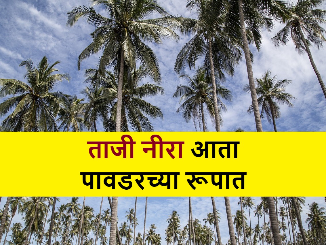 Neera Powder: आता नीरेची पावडर विकसित करण्यात कृषी शास्त्रज्ञांना यश ...