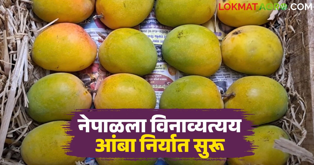 भारतीय आंब्याच्या आयातीवर नेपाळमध्ये बंदी नाही; केंद्रीय कृषी ...