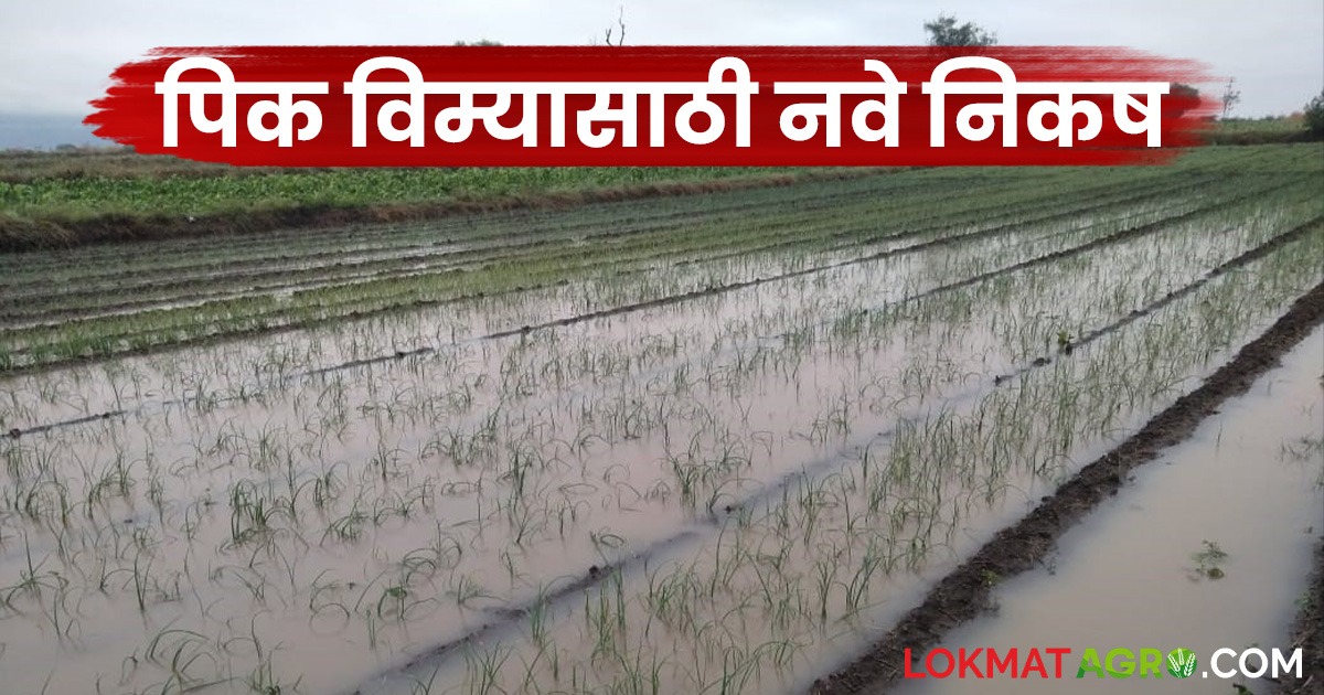 Pik Vima : विमा कंपन्यांसाठी शासनाचे नवे निकष; आता या शेतकऱ्यांना ...