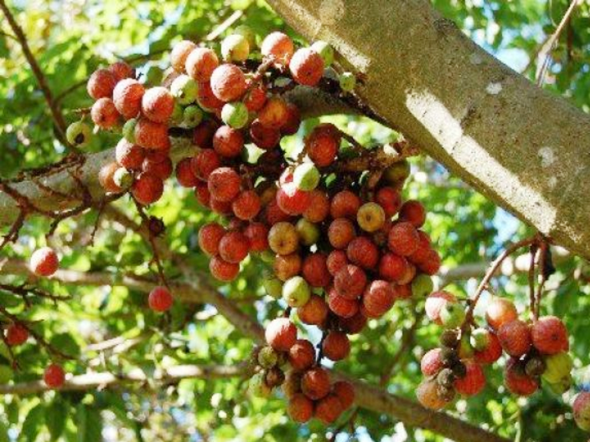 आर्थिक तंगी दूर करायची असेल तर उंबराला नियमीत पाणी घाला; वाचा आणखीही ...