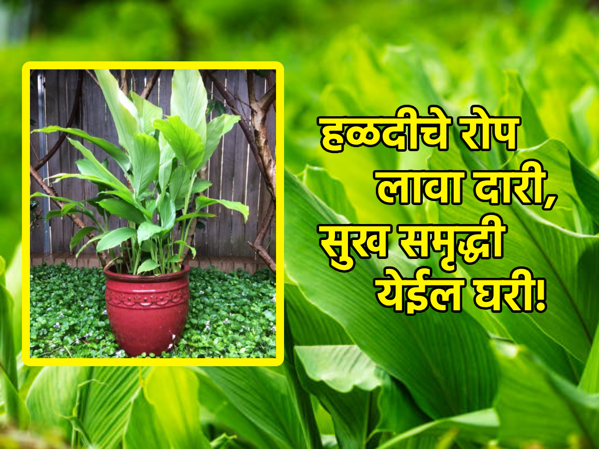 Vastu Tips: घरात तणाव आणि आर्थिक चणचण असेल तर हळदीचे रोप लावा; अधिक ...