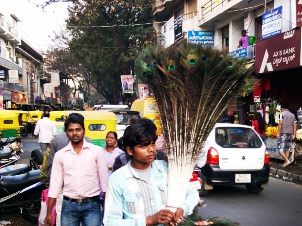 मोरपिसांच्या विक्रीचा ‘बाजार’ उठला! ९० टक्के विक्रेत्यांकडे प्रमाणपत्रच ...