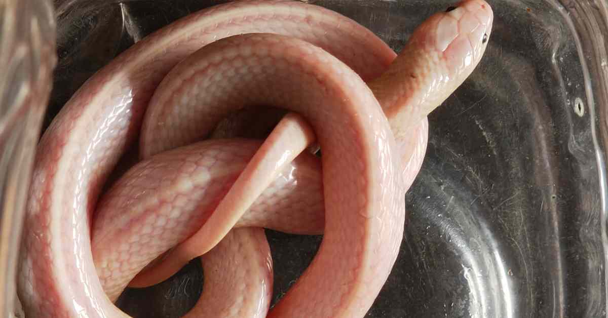 शहरात आढळला पांढरा विषारी मण्यार दुर्मीळ साप! Amravati Marathi News | A ...