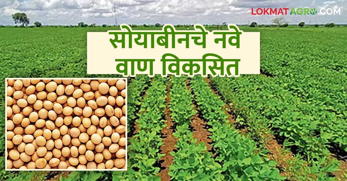 latet news New Soybean Variety: Good news for farmers! New varieties of ...