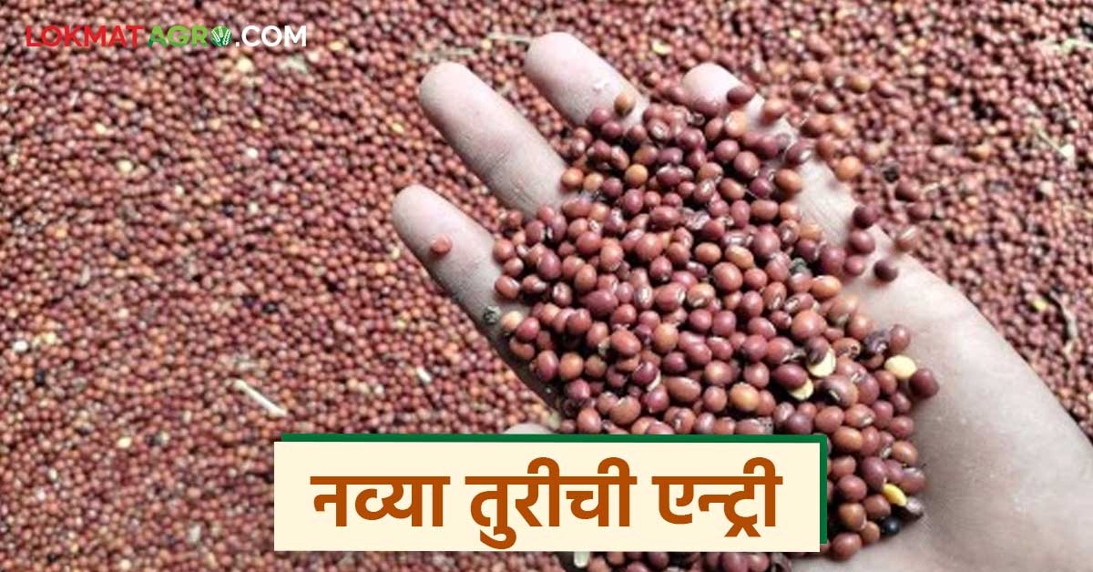 latest news Tur Market: New Turi enters Risod market; Priced at 'so ...