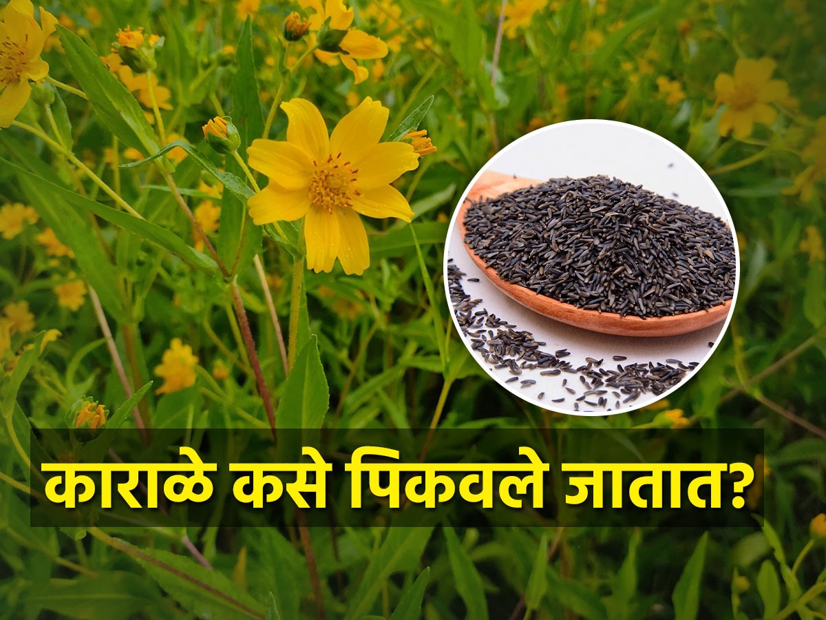 कारळा तेलबिया पिकाची लागवड कशी करायची? | How to cultivate niger oilseed ...