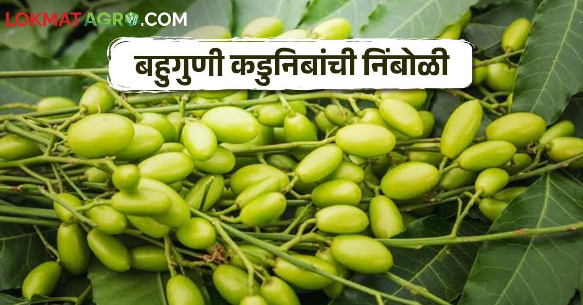 Organic Farming : शेतकऱ्यांनो! कडुनिंबाच्या निंबोळ्या साठवून ठेवा, वाचा ...