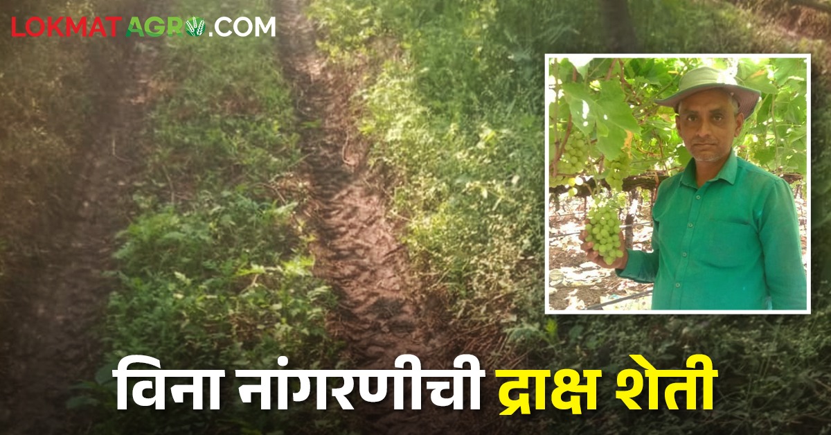 Success Story : निफाडचा शेतकरी विना मशागत तंत्राने द्राक्ष शेती का ...