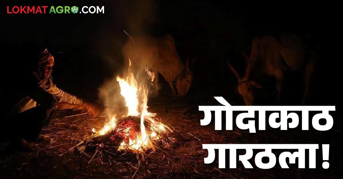 Nashik Temperature : निफाड तापमान घसरले, द्राक्ष बागायतदार चिंतेत, वाचा ...