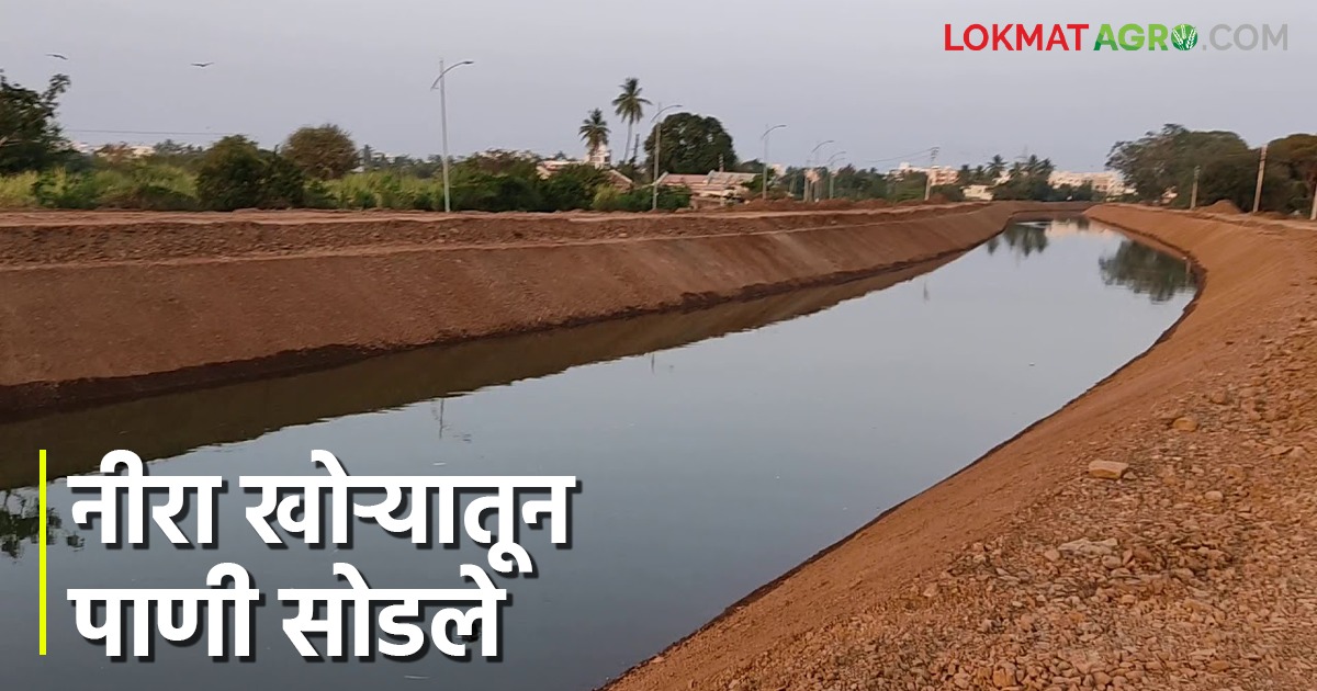Nira Canal : नीरा खोऱ्यातील या धरणातून रब्बी हंगामासाठी दुसरे आवर्तन ...