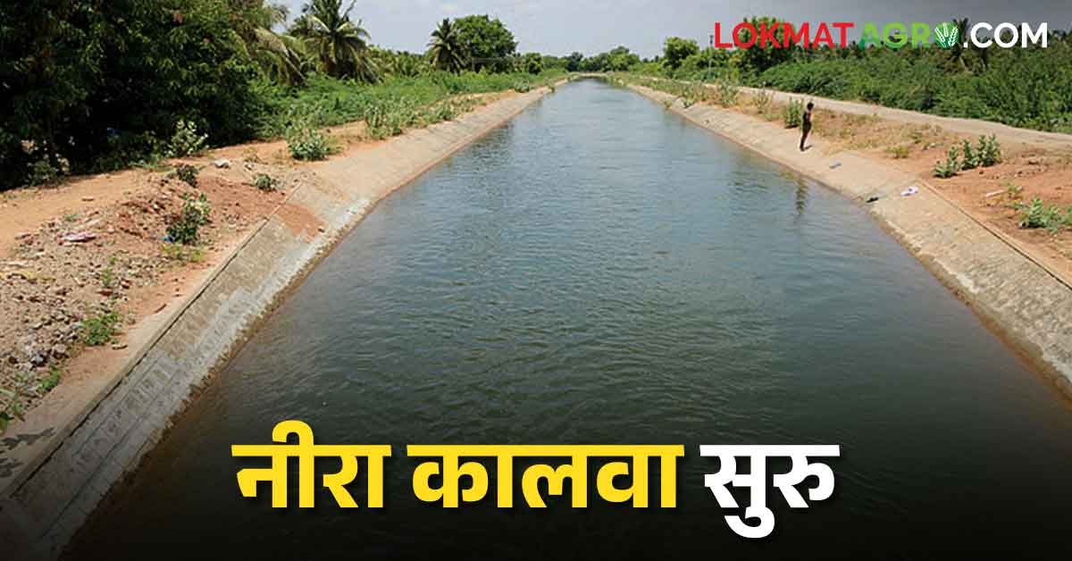 Nira Canal नीरा उजव्या कालव्याद्वारे वीर धरणातून आवर्तन सुरू | Nira ...